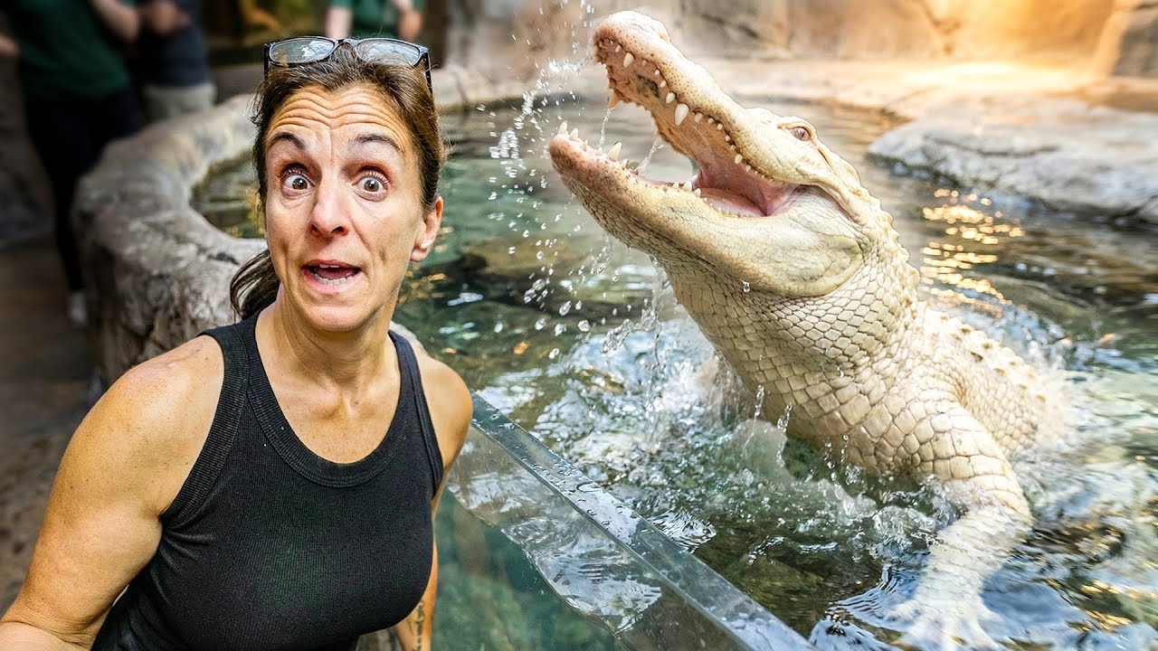 The mystery behind an albino alligator escape