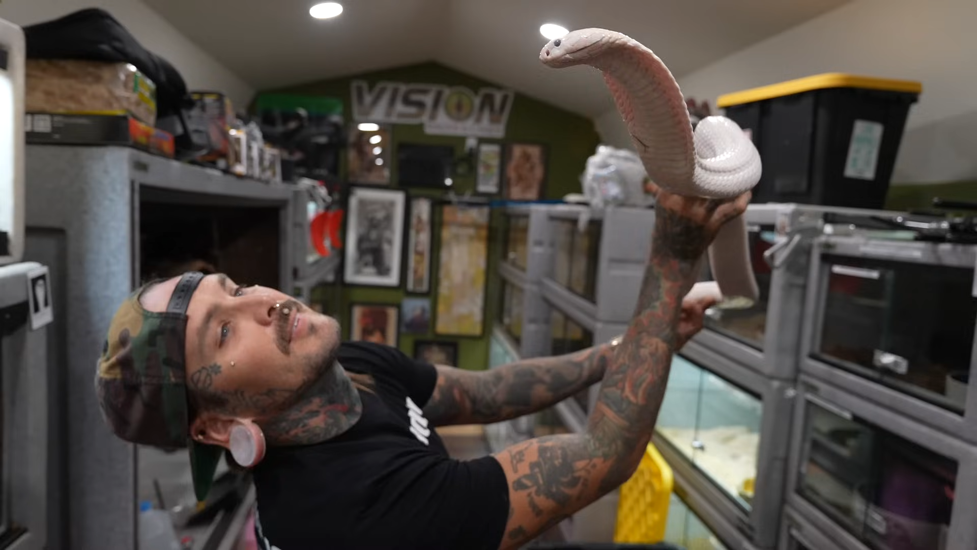 When a venomous snake room becomes unpredictable