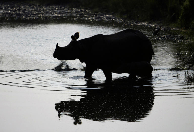 Rhinos once roamed Western Ghats, 3500-year-old bone fragments reveal