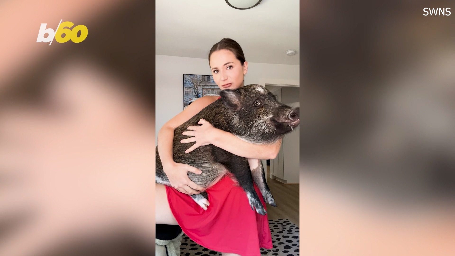 Why more people are falling in love with the idea of having a pet pig