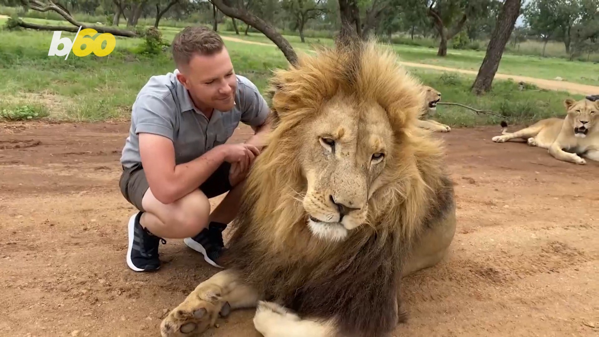 This lion and human are friends for life