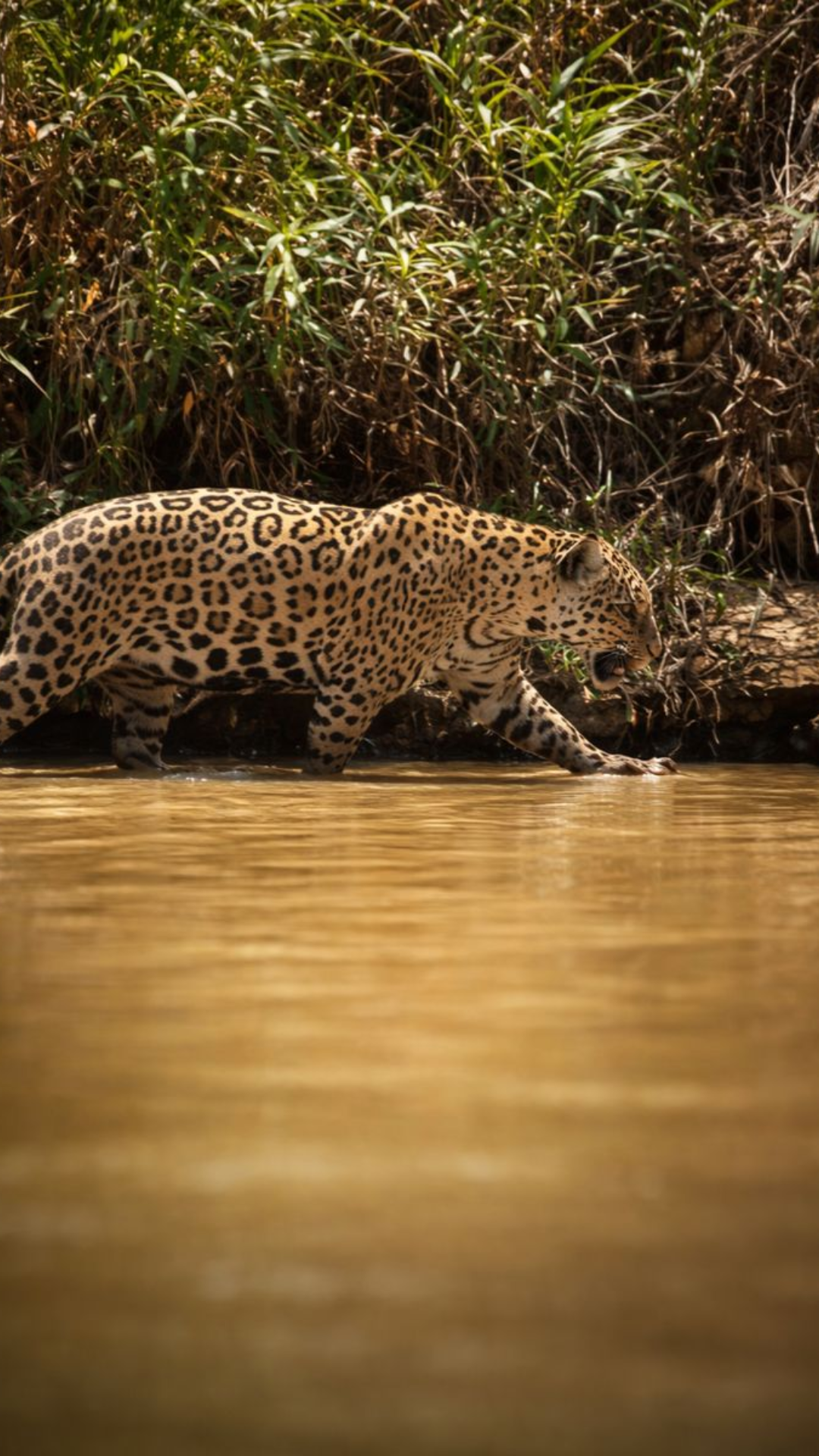 Why jaguars hunt in water in the Pantanal wetlands