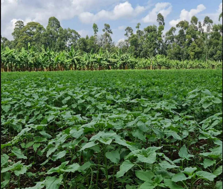 Charlene Ruto’s businesses: List of 4 companies first daughter owns