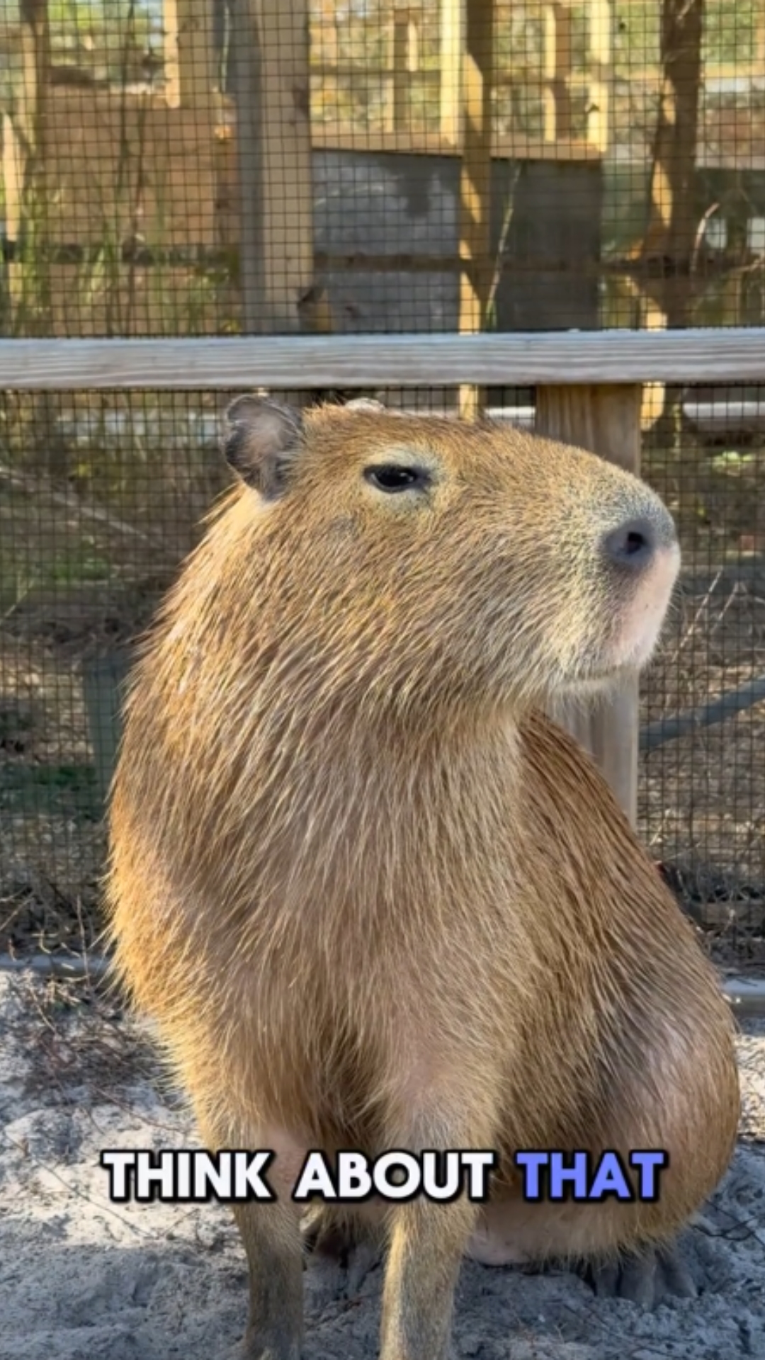 Why pets try to fit everywhere—even without sitting