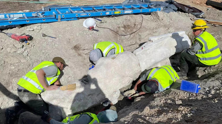 New dinosaur fossils found under a parking lot reveal a 100-year-old ...