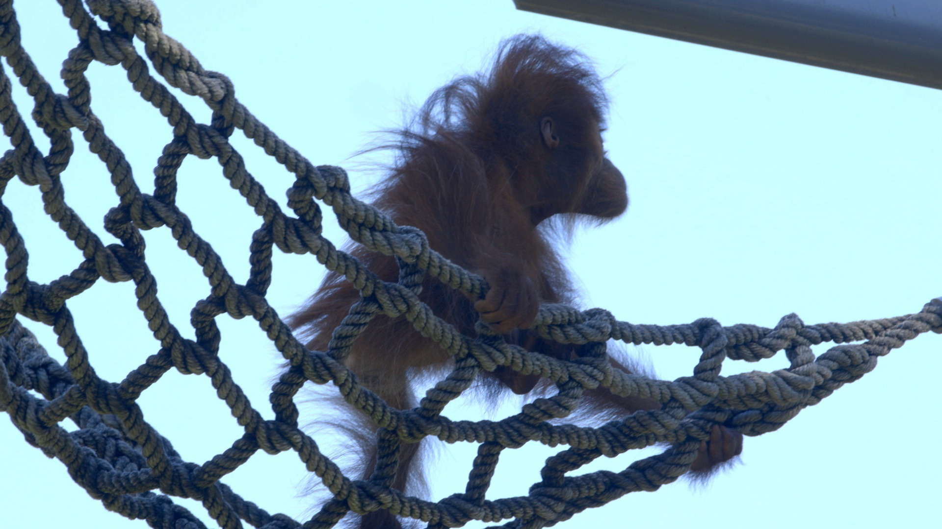 This baby orangutan is loving every second of exploring a new jungle ...
