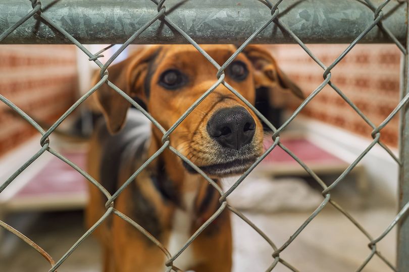Rescue dog's incredible reaction to beach trip after spending 4 years ...