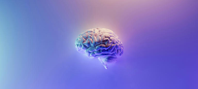 The five stages of brain development