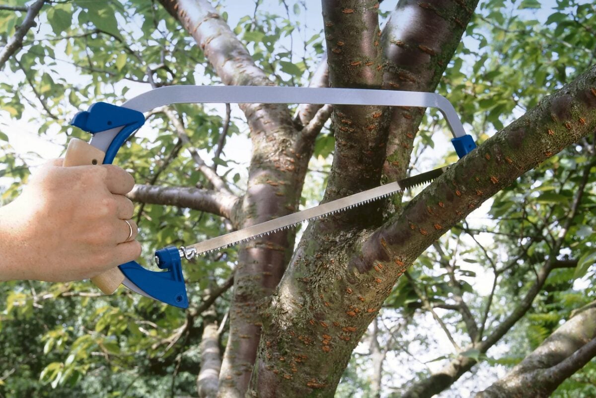 È il momento giusto per potare: gli alleati OBI per un giardino pronto ...