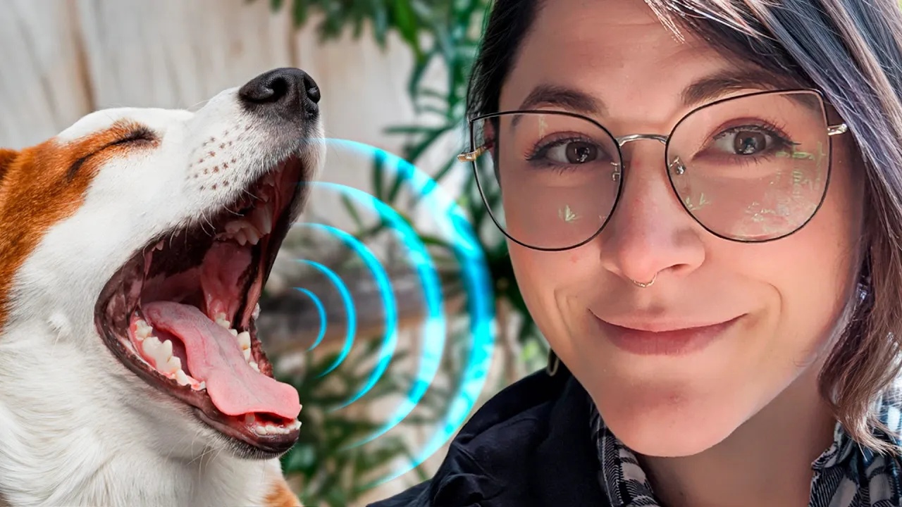 What scientists mean when they say we are closer to talking to animals