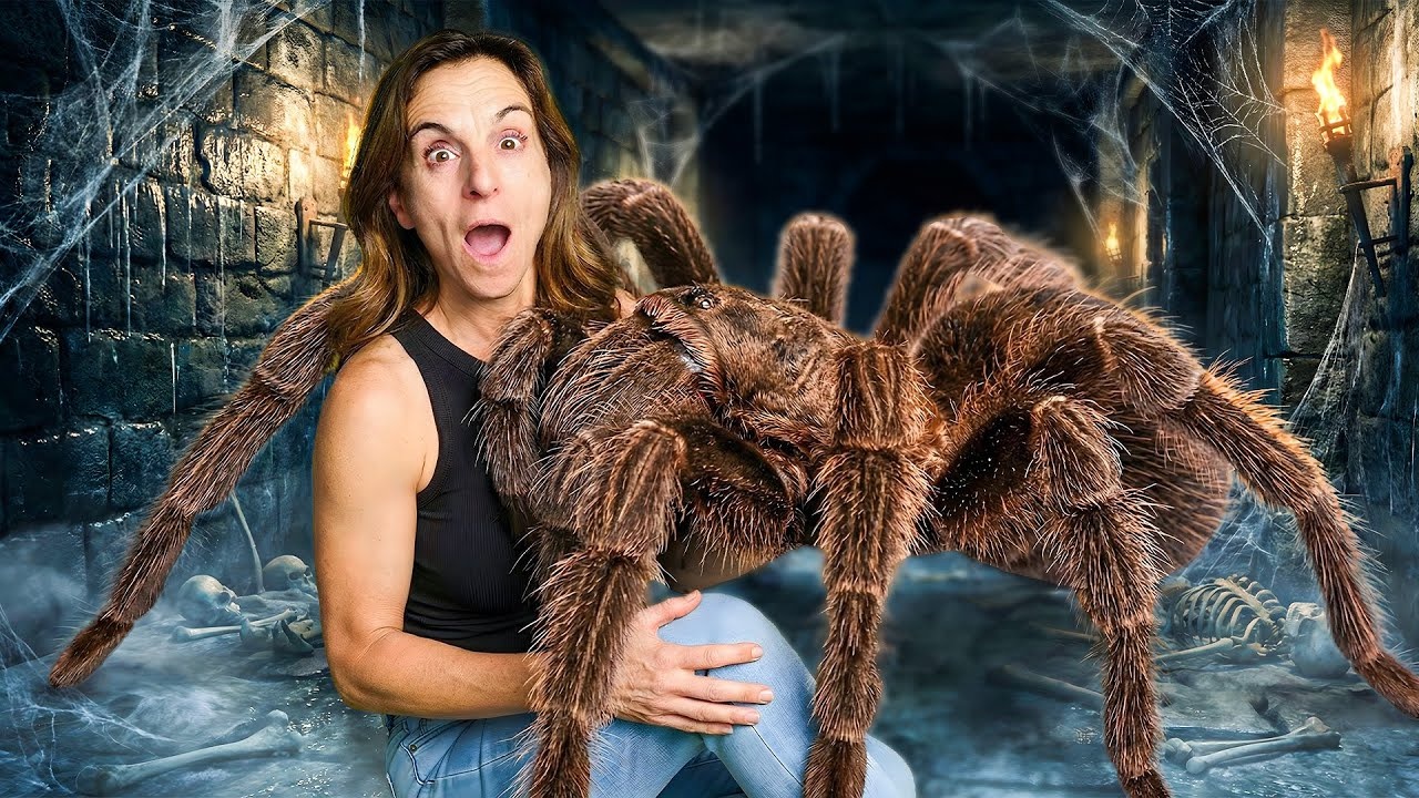 Handling the world’s largest spider - where fascination meets real risk