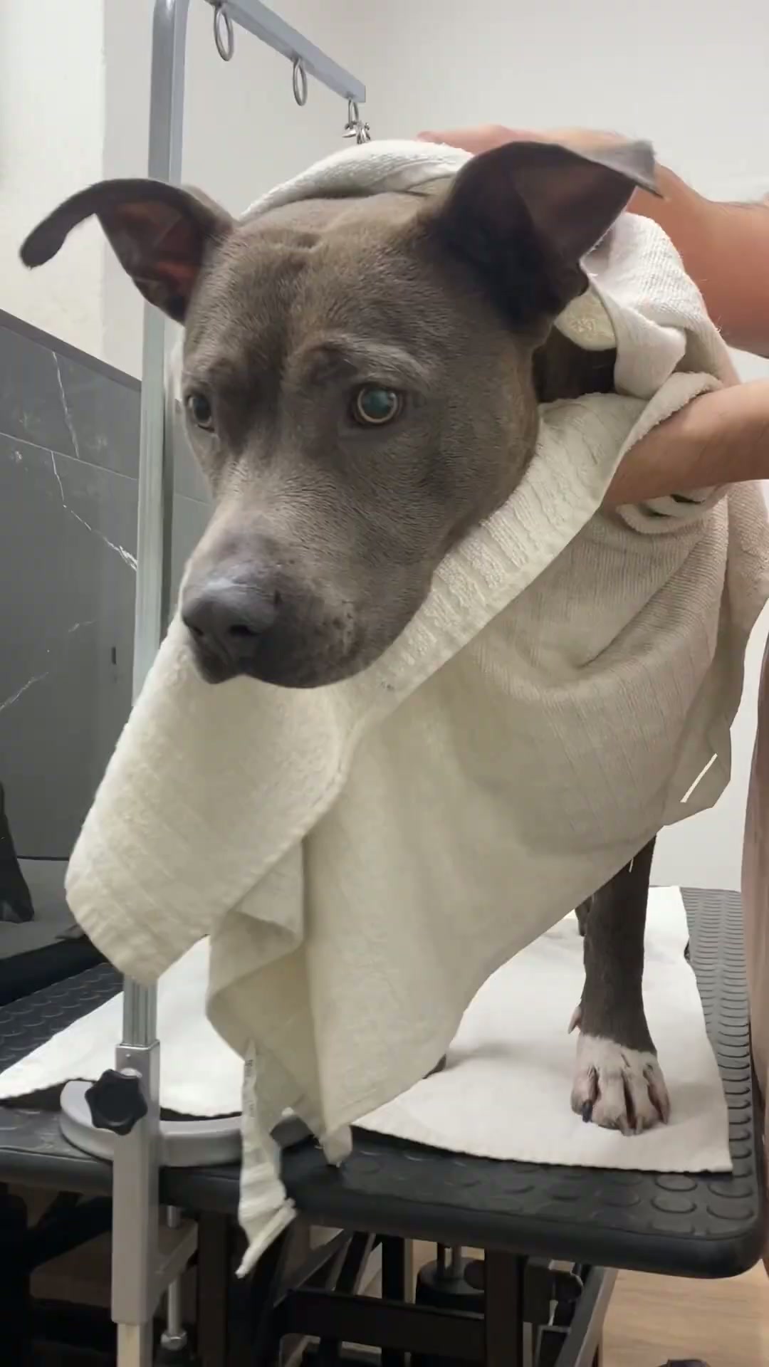 American Staffy enjoys grooming!