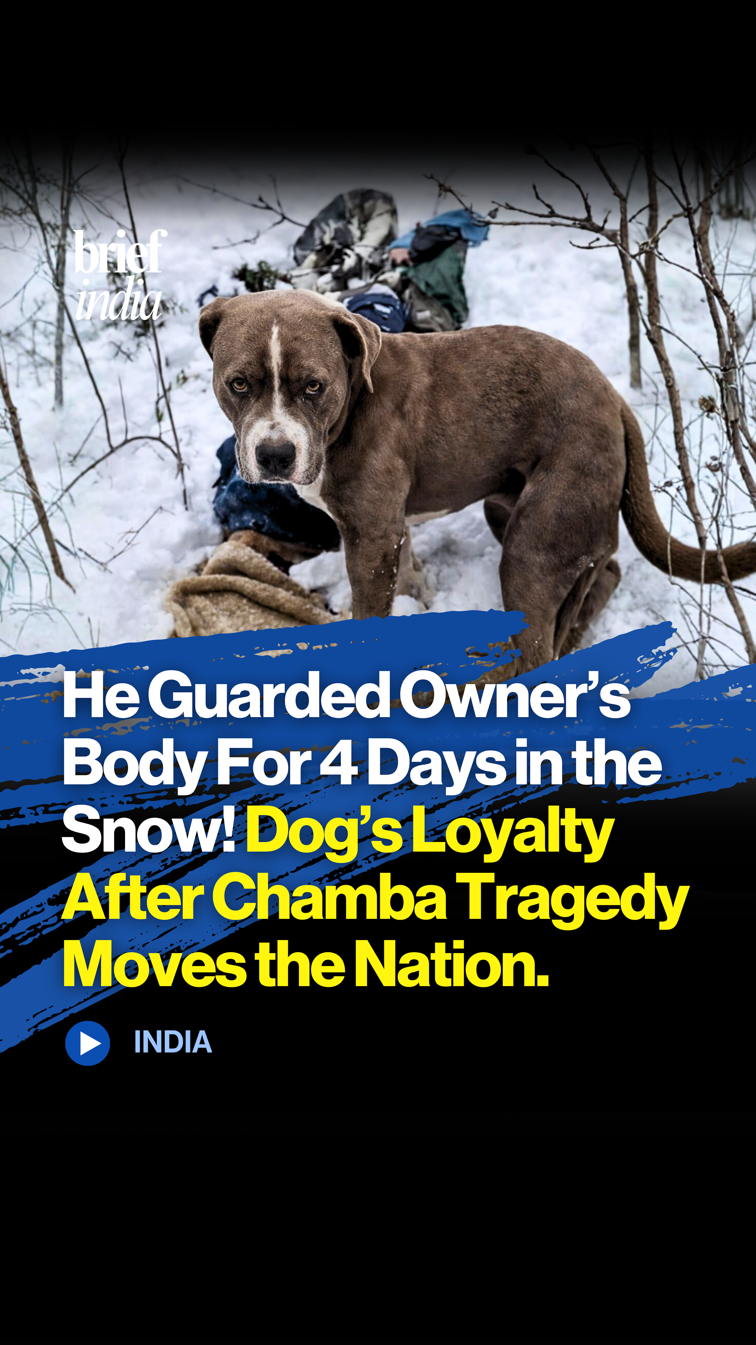 Heartbreaking loyalty: Dog guards cousins’ bodies in snow-bound Chamba ...