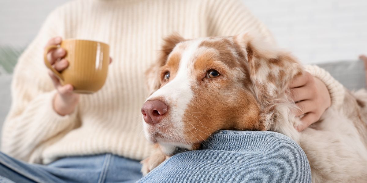 Owning a dog may improve teenagers' mental health—study