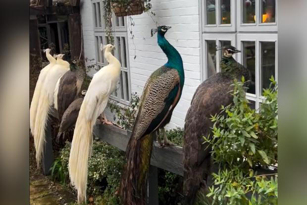 Video shows eight peacocks lining up in orderly fashion outside pub