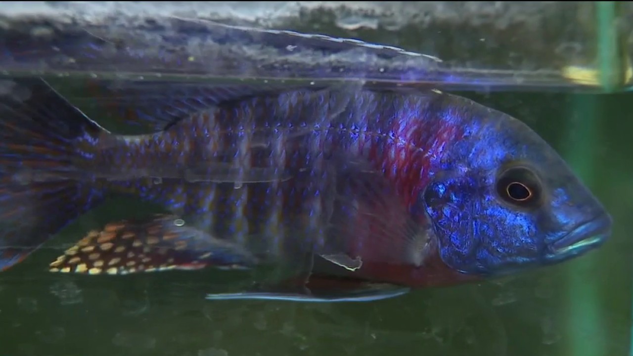 Fish farmers prepare for cold snap