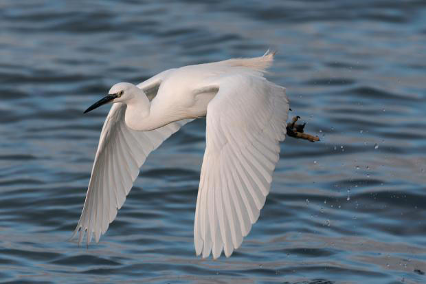 Feathered friends in focus for this week’s Wirral photo challenge