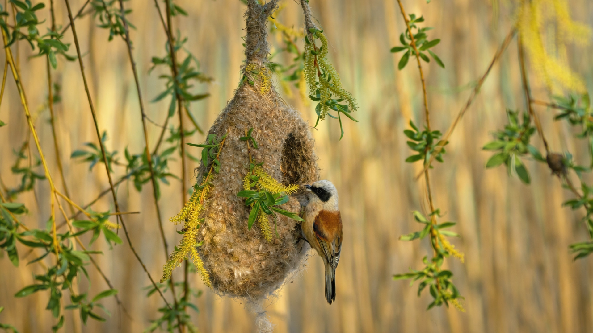 My camera caught this bird with its craftwork
