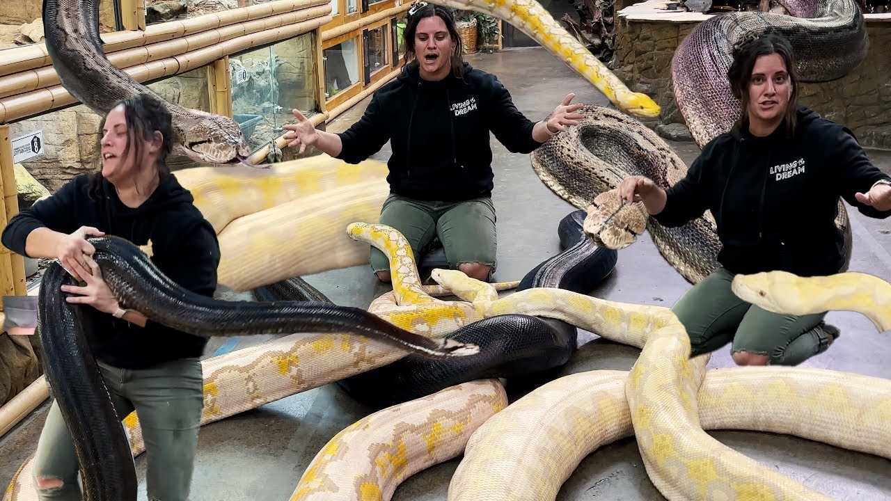 How strong are these huge snakes
