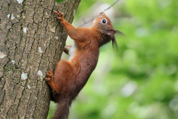 Expanded woodland to boost efforts to protect red squirrels on the island