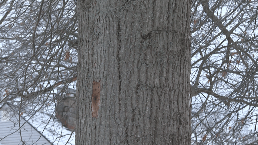 Icy Kentucky weather fuels talk of 'exploding trees,' but what's really ...