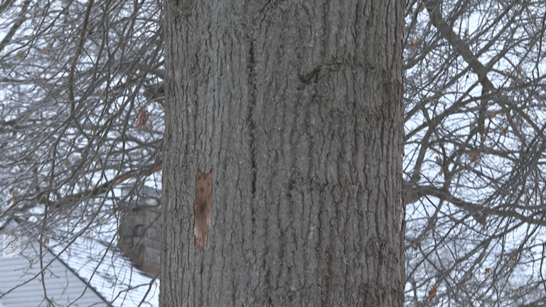 Icy Kentucky weather fuels talk of 'exploding trees,' but what's really ...