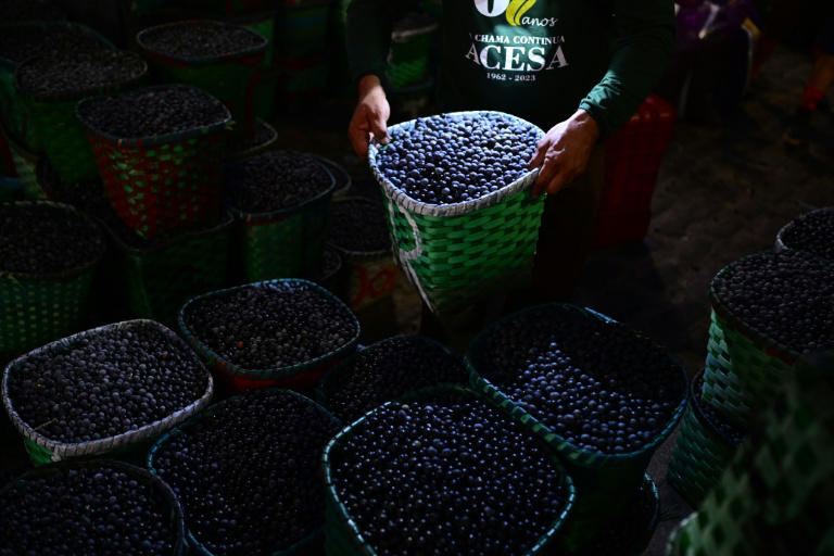 Brazil declares acai a national fruit to ward off 'biopiracy'