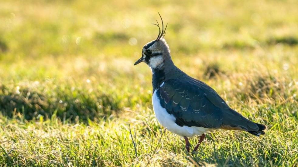 Sunken Thames barges create new island for birds