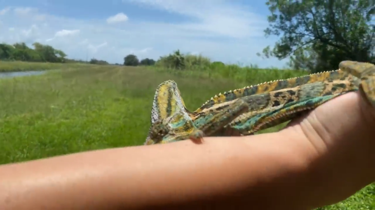 How a simple chameleon hunt turned into an Everglades survival moment