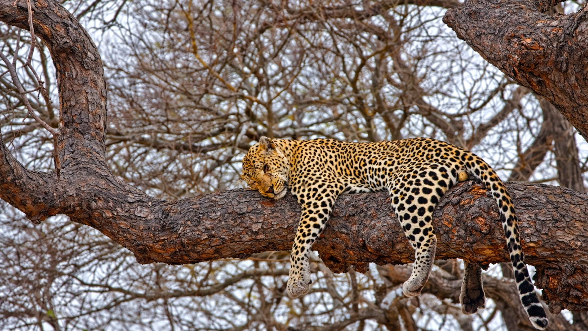 Luipaard rust uit op een boomtak in Pilanesberg National Park