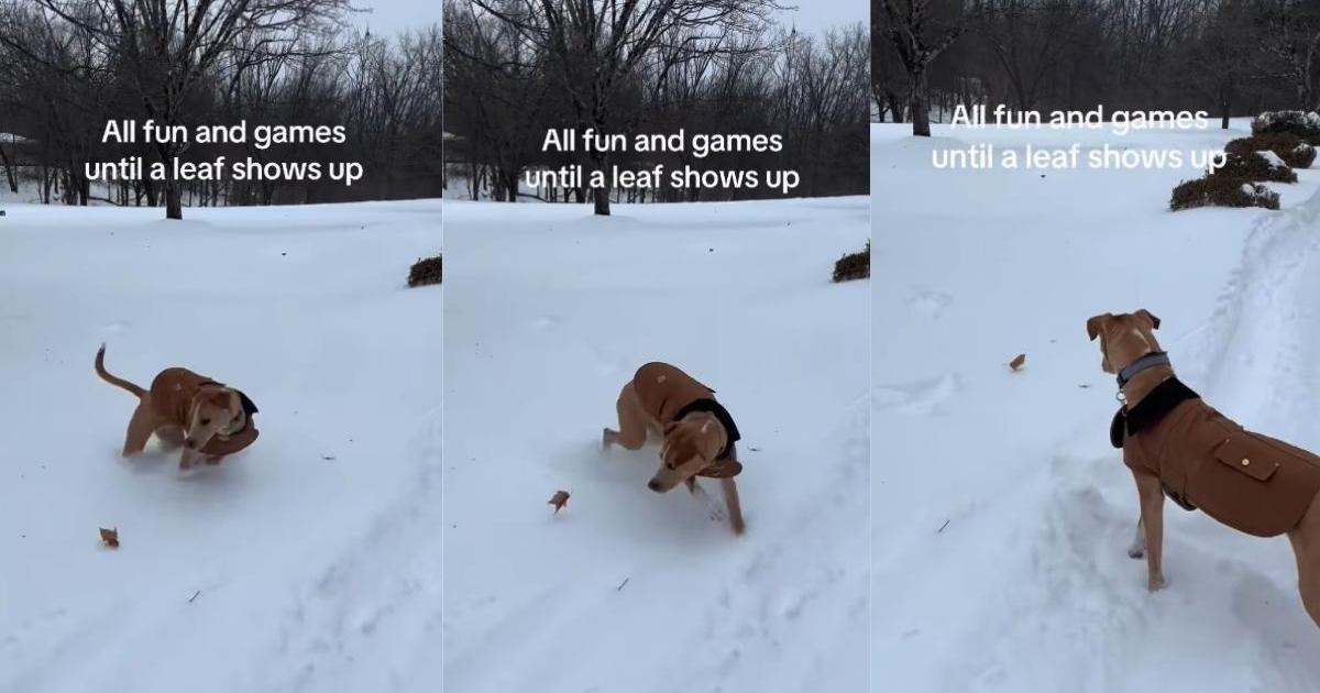 Video: Dog's playtime in snow interrupted by a leaf