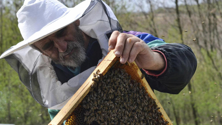 Los zoólogos no dan crédito: un estudio demuestra que las abejas son ...