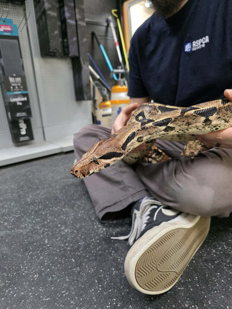RSPCA seeking home for snake which is 'Britain’s longest serving ...