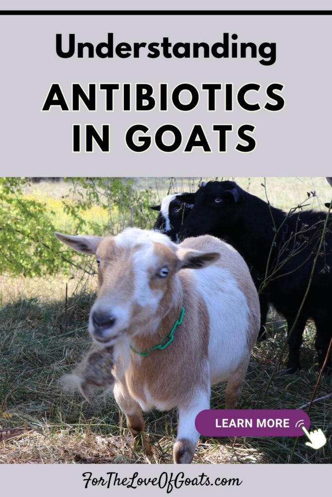 Medications for goats: Understanding antibiotics, labels, and safe ...