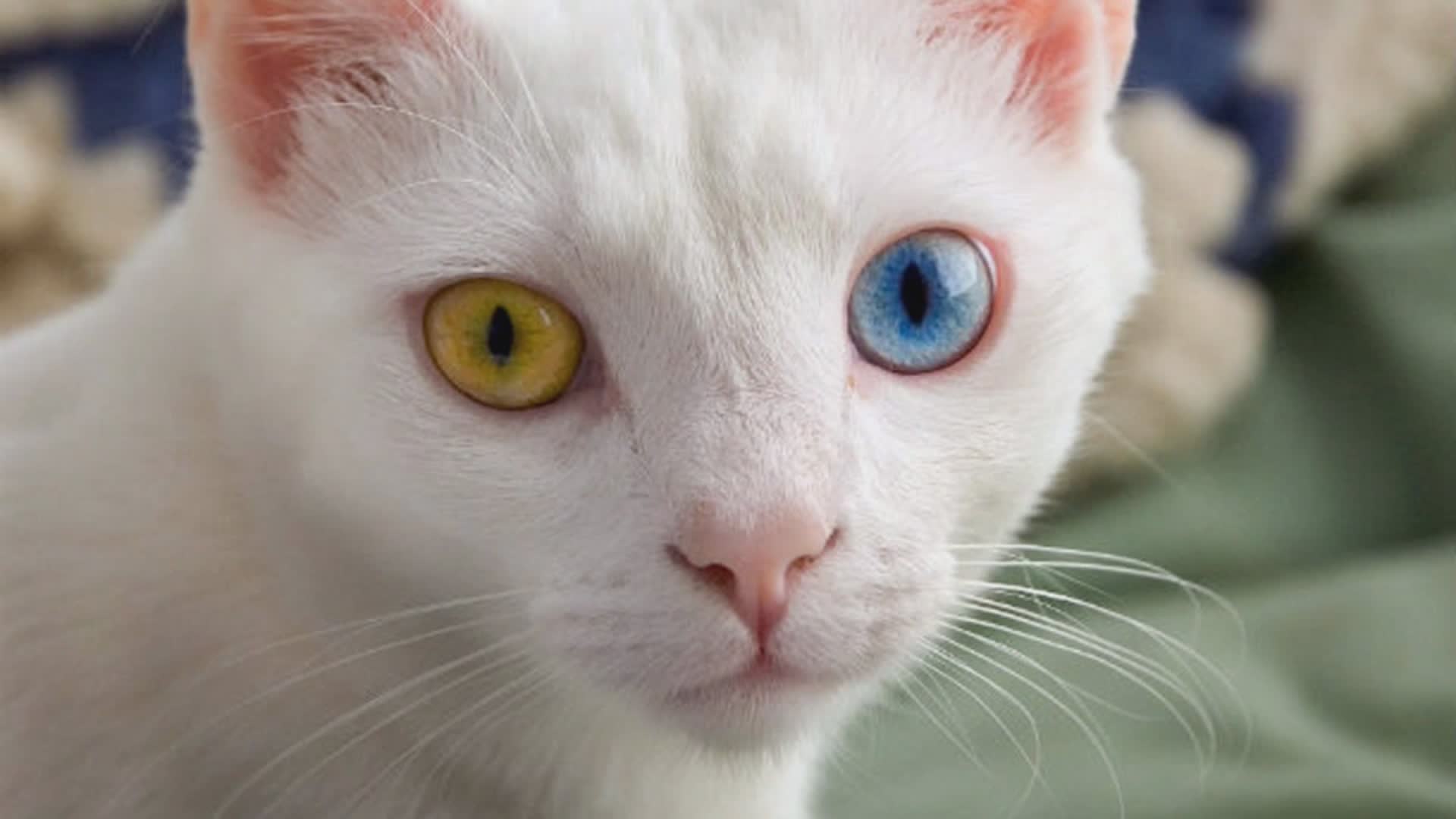 Animal kingdom facts you might find hard to believe