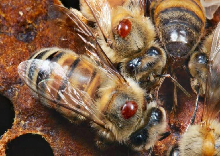 'Varroa destructor', el enemigo invisible que está vaciando las ...