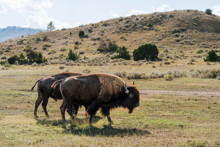 The Northern Cheyenne Tribe reclaims sovereignty through solar energy ...