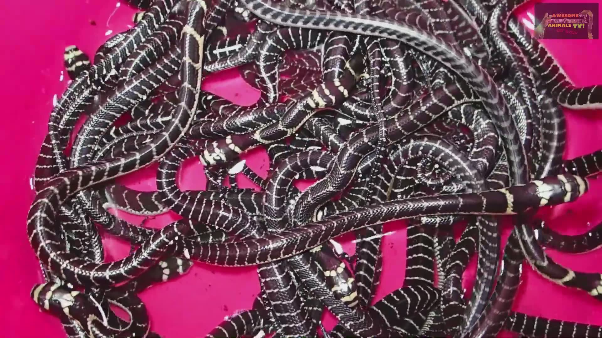 King cobra featured among deadliest