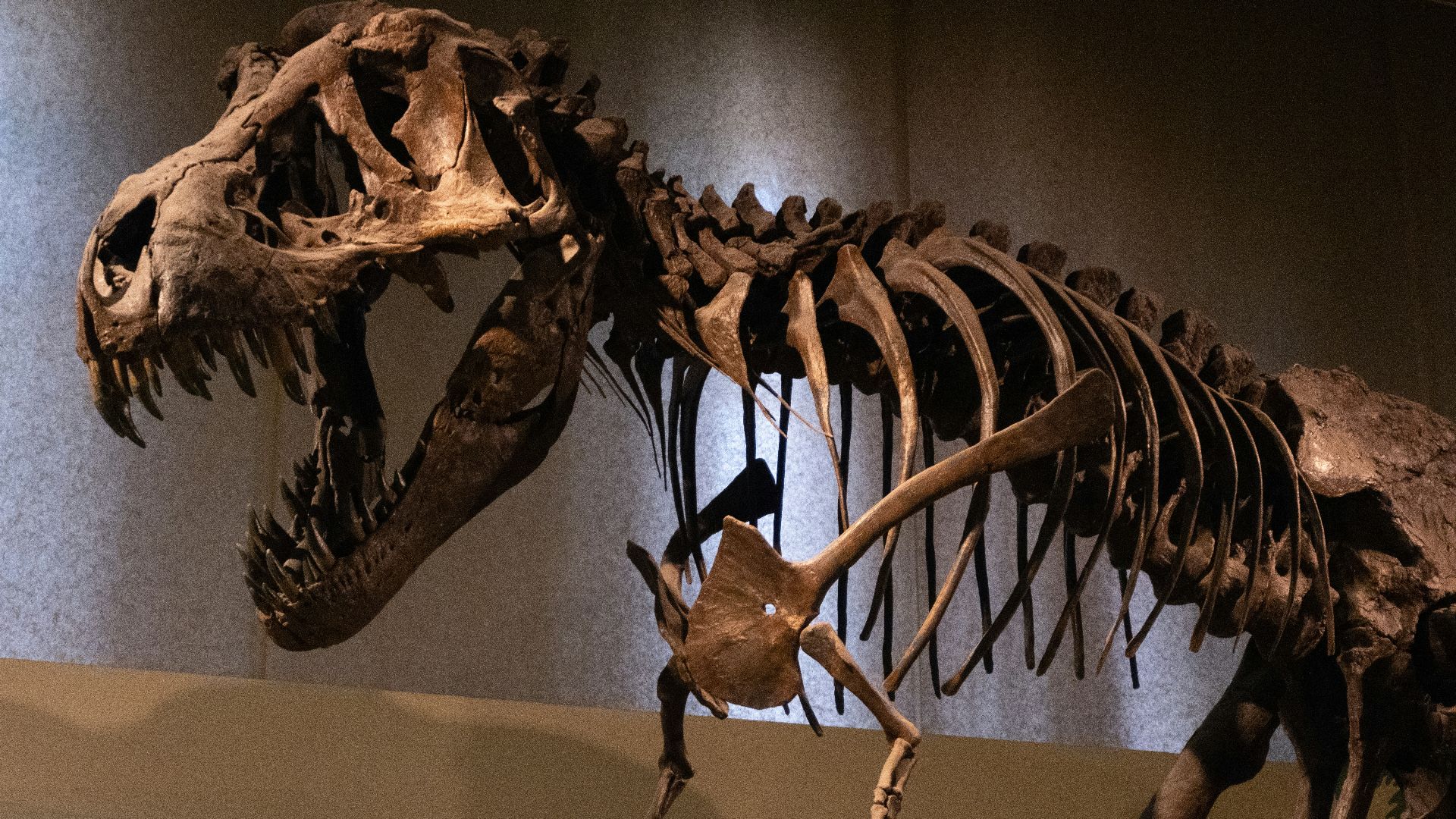 20 areas with the most dinosaur bones worldwide