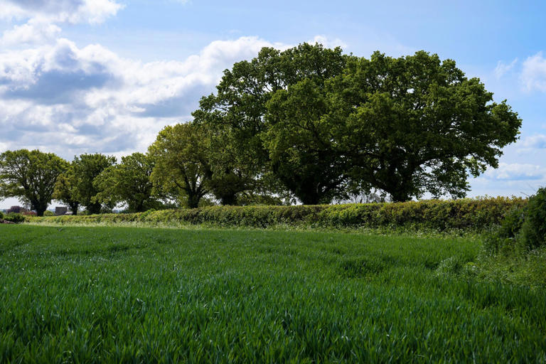 Thousands of trees to be planted by NFU members on county farms