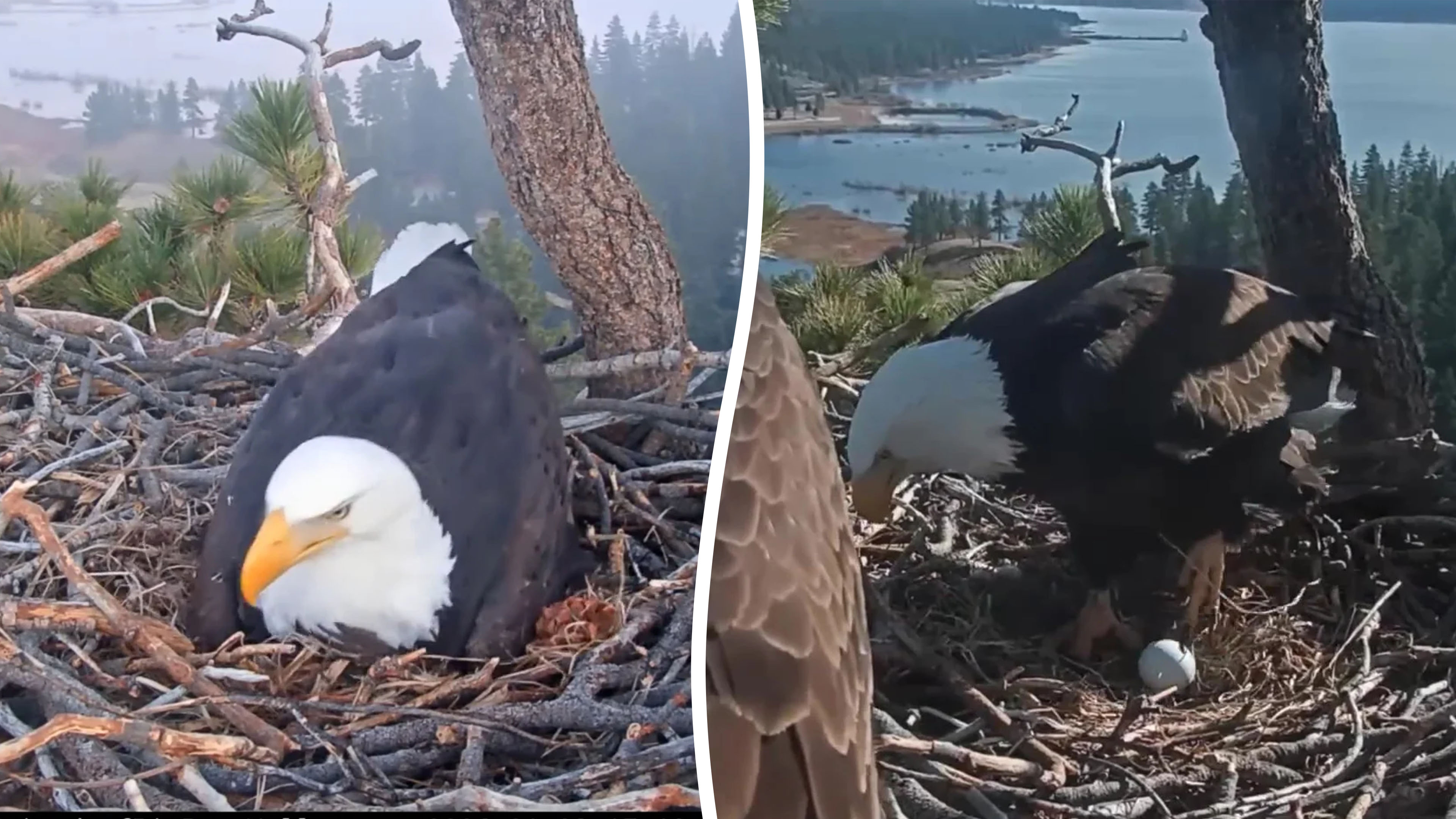 Famous bald eagles welcome first eggs of the year - after becoming ...