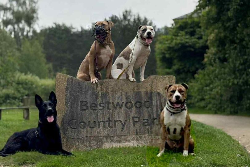 Owner’s disbelief as dogs seized and kept in kennels over ‘malicious ...