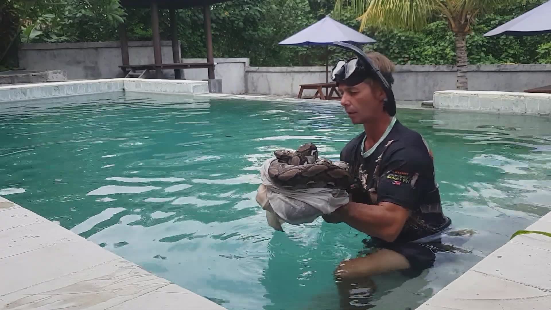 Massive python taking over backyard pool