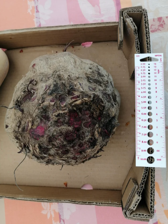 Grandchild stuns social media with photo of backyard discovery: 'That ...