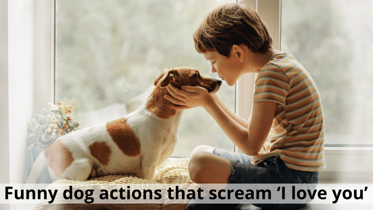 Weird and funny things dogs do when they’re trying to say "I love you"