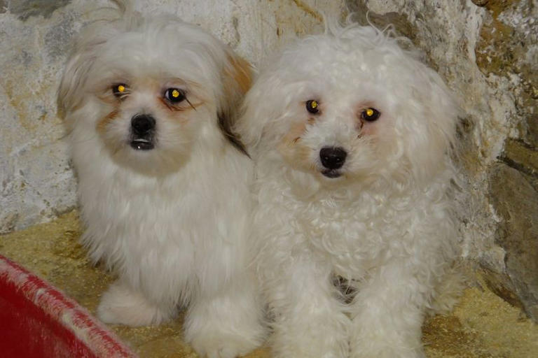 Ayrshire couple sentenced after five-year investigation into ...