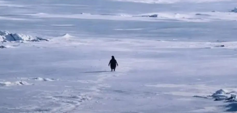 Dit beeld over 'krachtige pinguïn' gaat viraal, maar eigenlijk vertoont ...