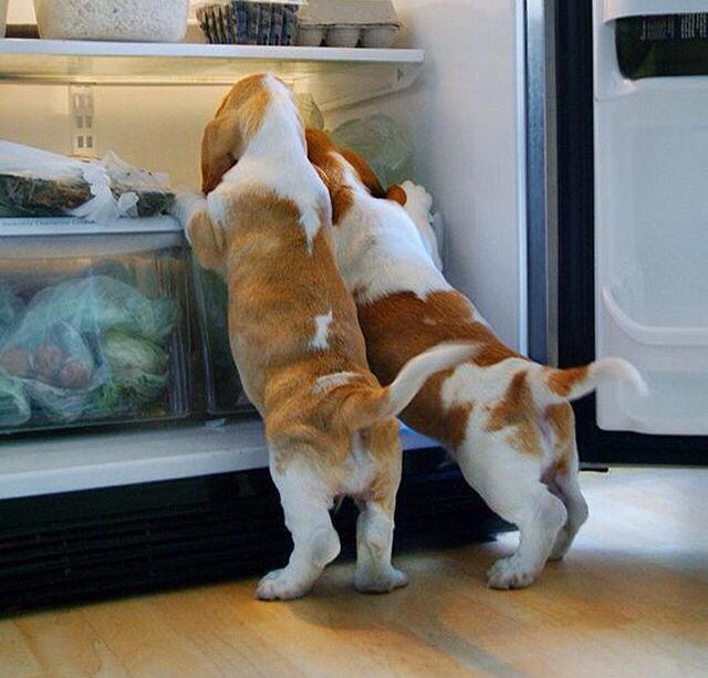Weird and funny things dogs do when they’re trying to say "I love you"