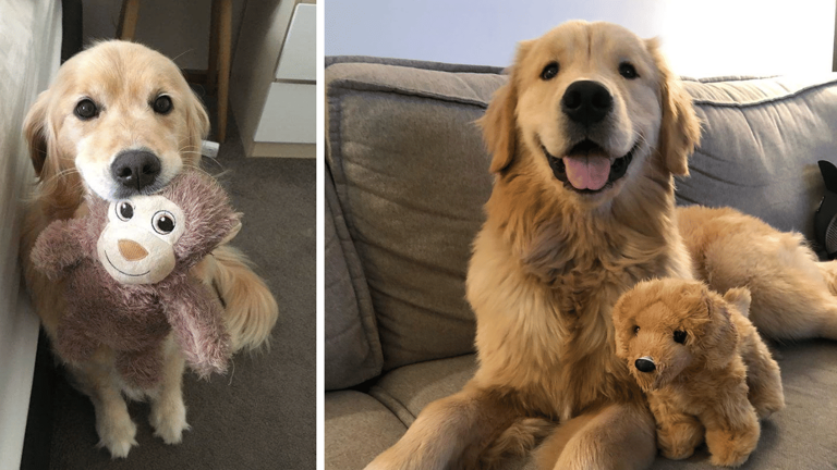 Weird and funny things dogs do when they’re trying to say "I love you"