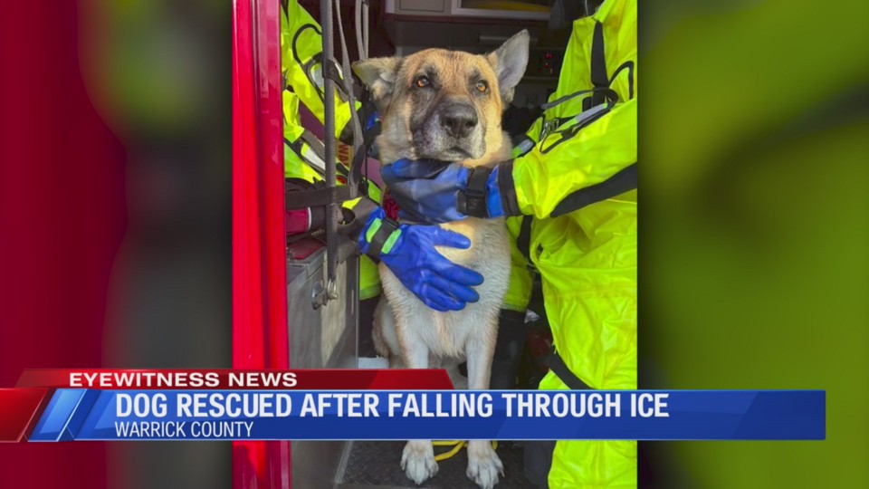 Dog rescued after falling through ice